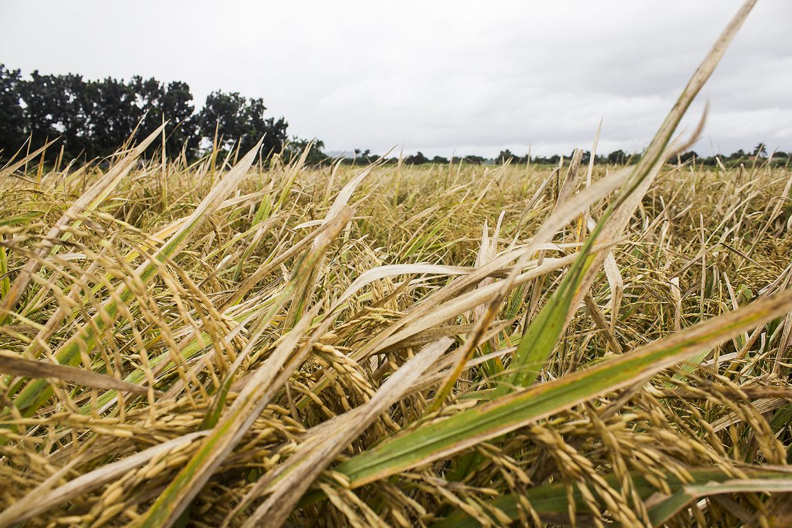 Resources – ADM Institute for the Prevention of Postharvest Loss